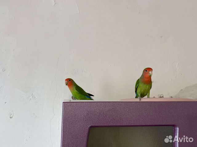 Попугай неразлучники