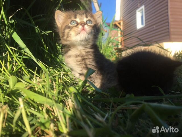 Котёнок / котята