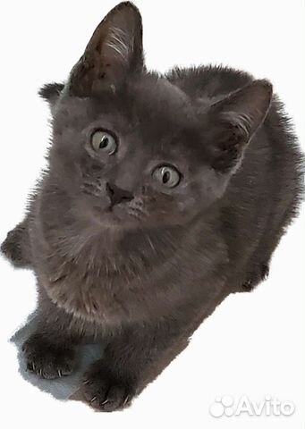 Василий Алибобаевич