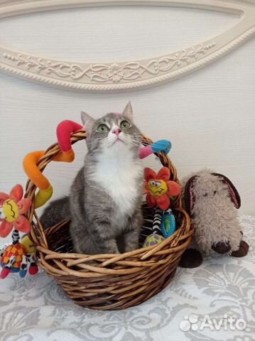 Сима ищет семью