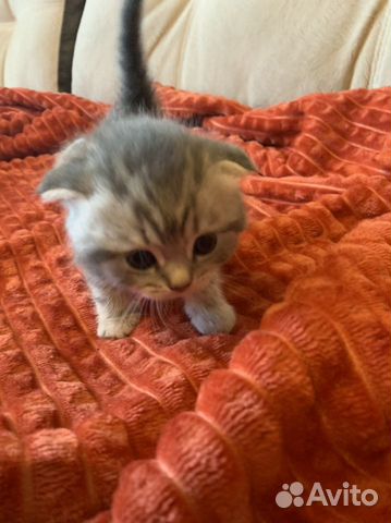 Шотландские котята