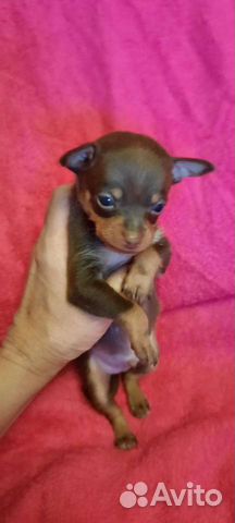 Мини той-терьер шоколадный зайчик