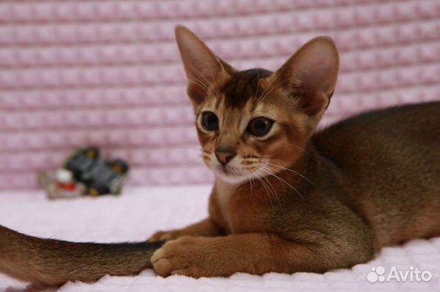 Абиссинские котята
