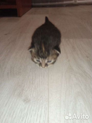 Котята веслоухие