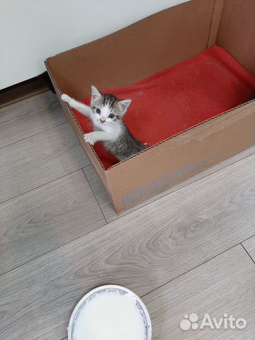 Отдам котят