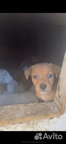 Щенок таксы / метис ищет дом