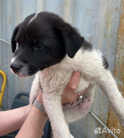 Собака в добрые руки щенок