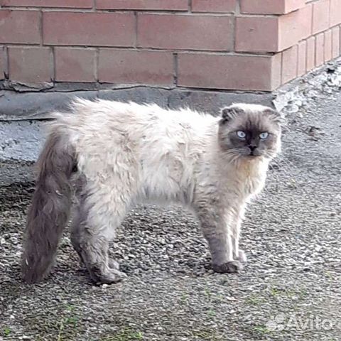 Ищем прежнего хозяина