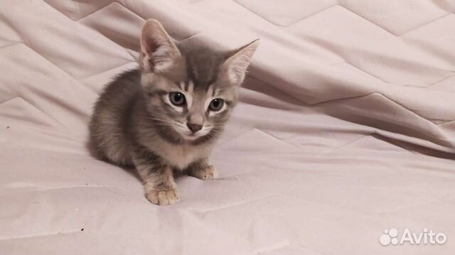 Котята бесплатно