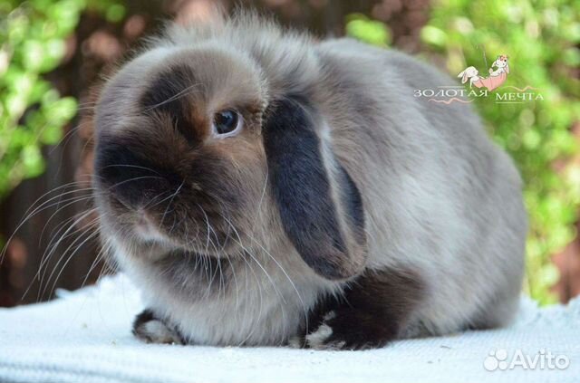 Девочка mini lop