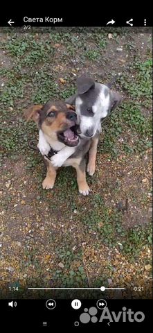 Собака в добрые руки щенок