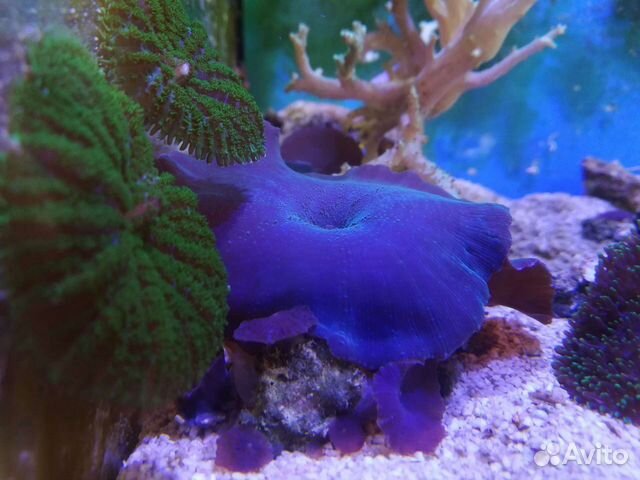 Дискосомы, родактисы, палитои