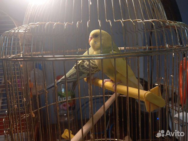 Птенцы волнистый попугай