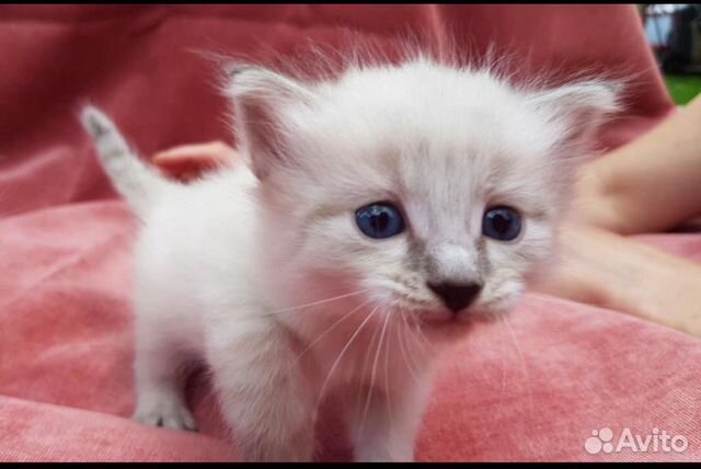 Крошки малышки котята около месяца в дар