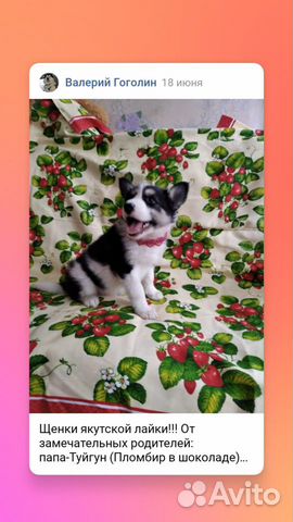 Щенки якутских лаек