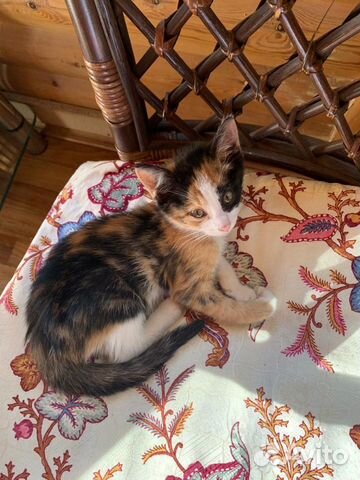 Которебенок Масяня в дар