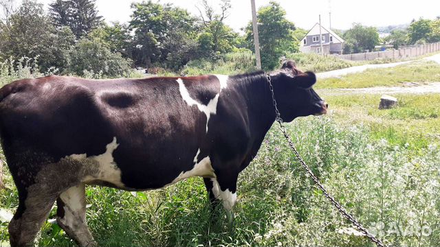 Тёлка полтора года