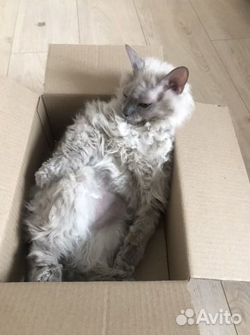 Селкирк-рекс по имени Чубзик