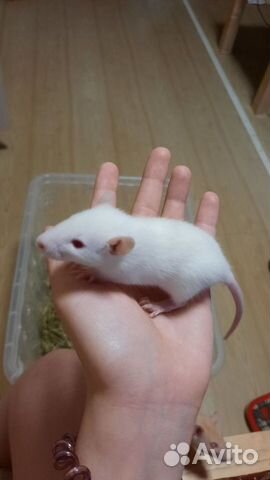 Отдам красят в хорошие руки, можно по одному. Крас