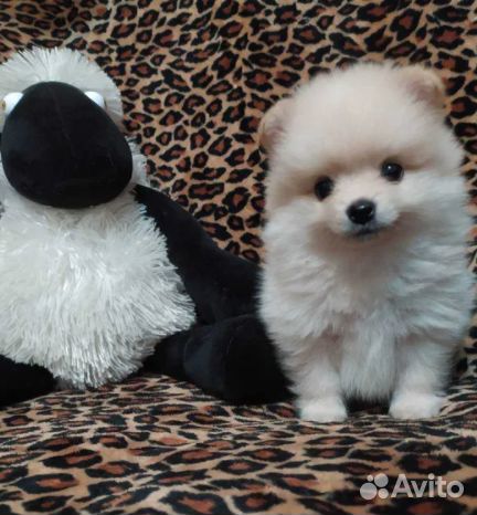 Померанский шпиц, щенки померанцы