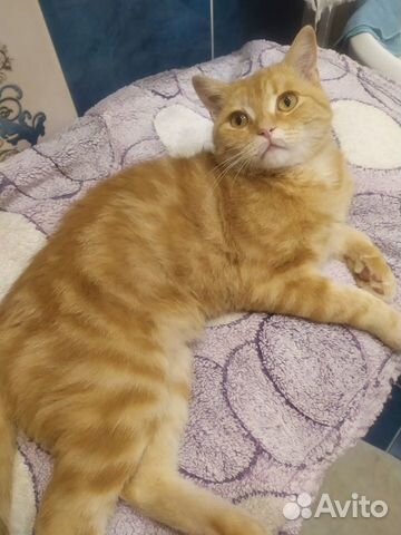 Шикарный котофей