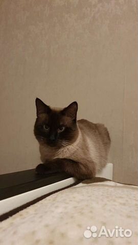 Тайский кот на вязку