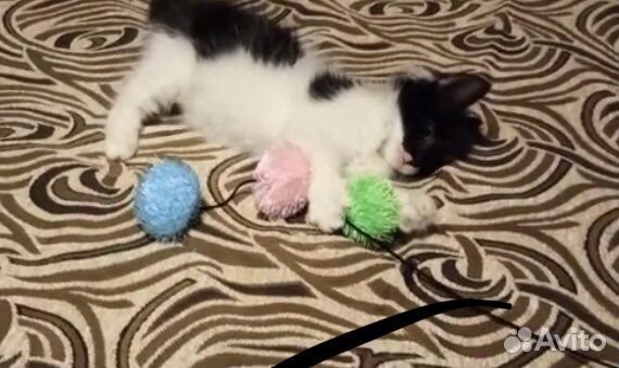 Малыш Филя ищет дом