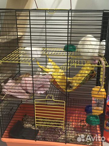 Белая крыска с клеткой