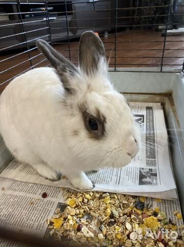 Отдам в добрые руки