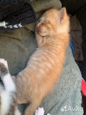 Котята в добрые руки даром