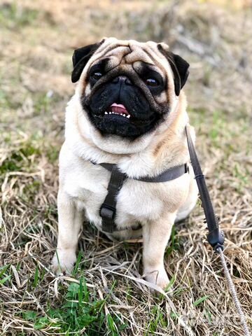 Вязка кобель Мопса