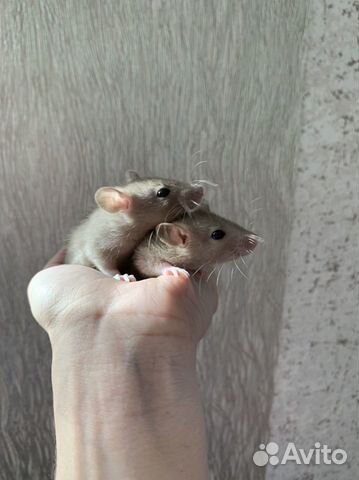 Крыски малыши