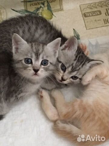 Котята