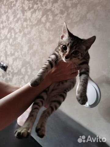 Кошка породы пикси боб