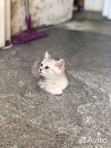 Серый милаш