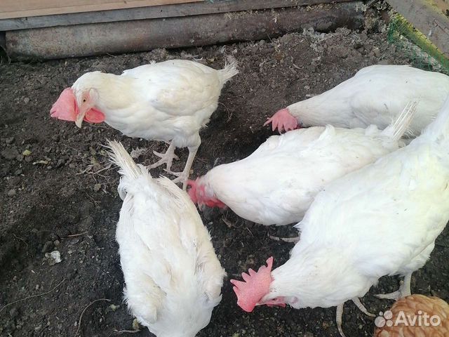 Курицы несушки