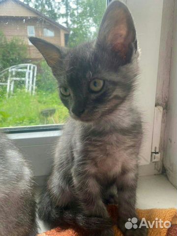 Мальчишка 2 месяца