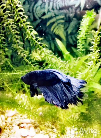 Петушок синего цвета