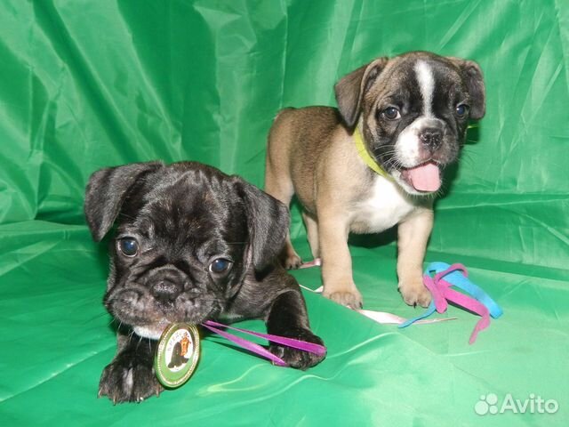 Маленькие французики