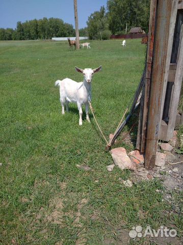 Молодая козочка 3 месяца