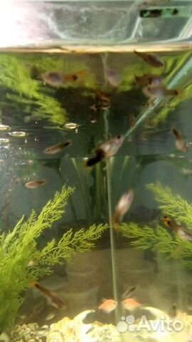 Продам рыбки Гуппи гвоздик