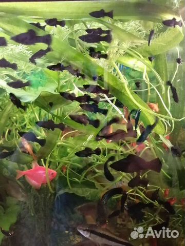 Меченосец, моллинезия