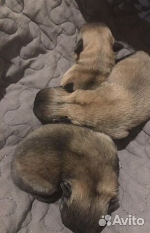 Родились малыши малого немецкого шпица. Оранж и св