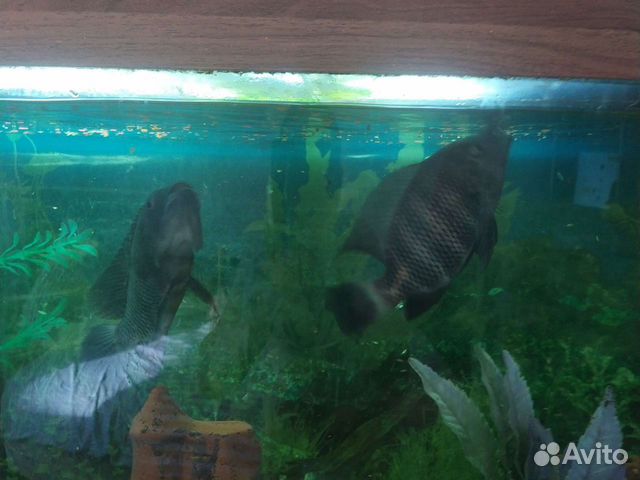 Аквариумные рыбы