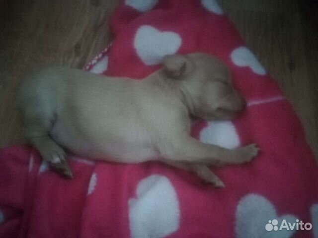 Той терьер/тойчик