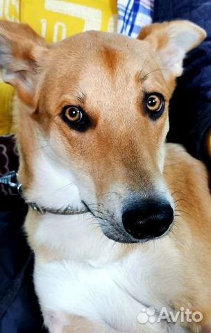 Отдам молодого пёсика