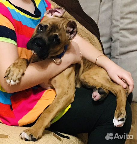 Собака щенок порода «Боксер» 6 месяцев