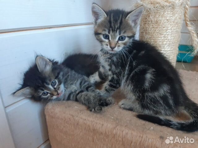 Котята метисы пиксибоба в добрые руки бесплатно