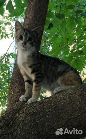 Трёхцветной кисоньке нужен дом