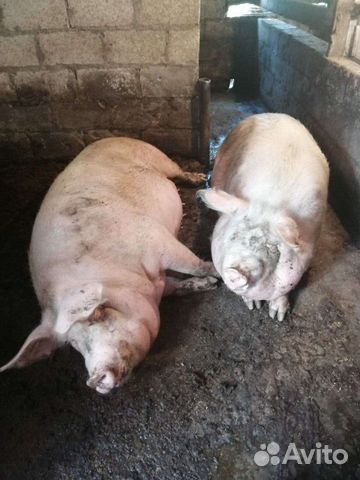 Продаются две свиноматки